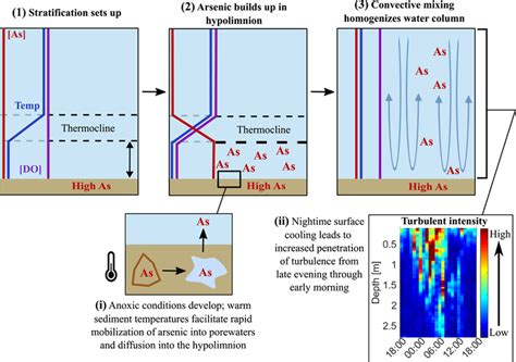 Schematic Of Processes That Lead To High Near‐surface Arsenic