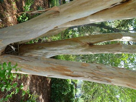Celebrating Crepe Myrtles Musings By An Nd Domers Mom
