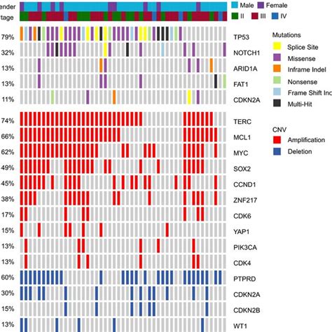 Mutation And Copy Number Variation Cnv Plot For All Patients Each Download Scientific