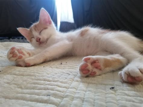 The Car Is Eepy R Cat