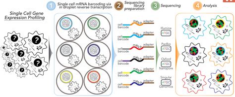 creating cell barcoding droplets using ran biotechnologies products