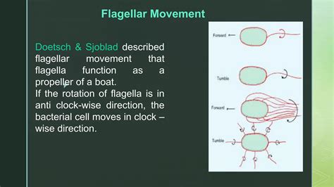 Structure Of Prokaryotic Cell Pptx