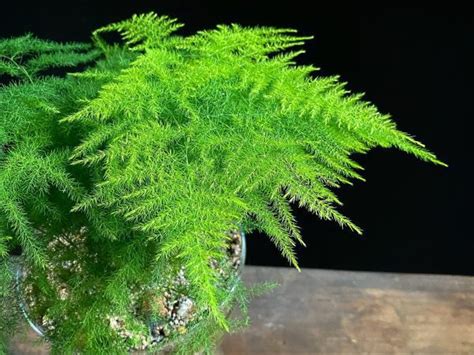 11 Amazing Plants That Look Like Feathers A Garden Diary