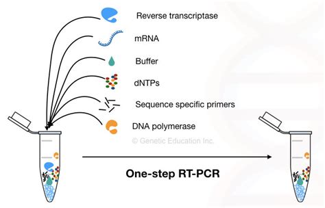 Multiplex Pcr