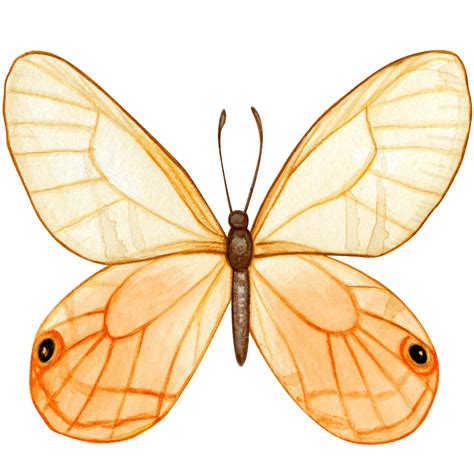 Aguarela Mão Desenhado Borboleta Png Isento De Royalties Arte