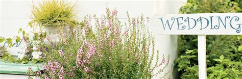 Amanda Custer The Coaching Corner