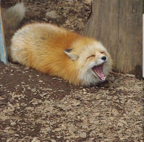 Pin Von Tatiana Ivanova Auf Лисы Süße Tiere Fuchs Haustier