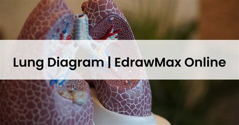 A Guide To Understand Lung With Diagrams Edrawmax Online 7280 The