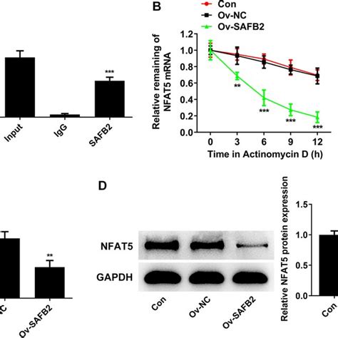 Safb2 Directly Binds To Nfat5 In Breast Cancer Cells A Rip Assay Was Download Scientific