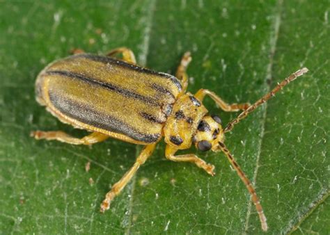 Ornamental Pest Guide Usu