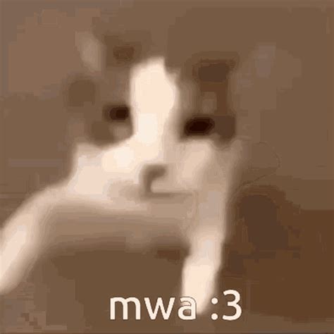 Cat Kiss Cute Cat Or Wtv Gif Cat Kiss Cute Cat Or Wtv Descubre Y Comparte Gif