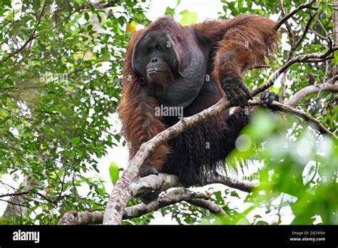 Adult Flanged Male Bornean Orangutan Pongo Pygmaeus Photographed In