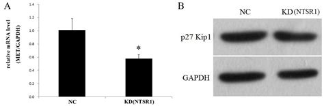 Effect Of Ntsr1 On The Proliferation And Invasion Of Gastric Effect Of Ntsr1 On The Proliferation And Invasion Of Gastric