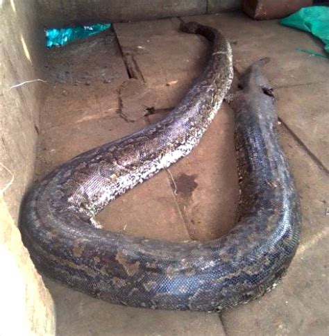 Does A Rock Python Declared Extinct A Century Ago Still Live In The