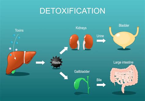 Detoxification The Darling Center World Class Integrative Medicine