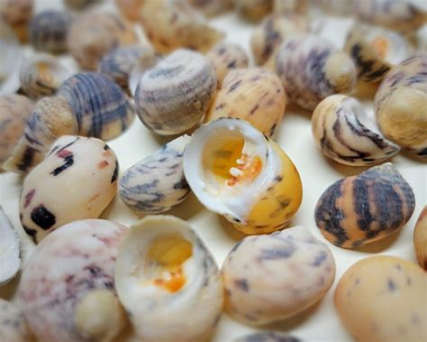 X6 Bleeding Tooth Shell Nerite Shells Oddities Curiosities Oddities For Sale Has Unique