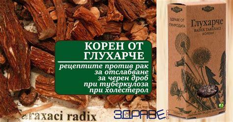 Всичко за Тинктура от глухарче