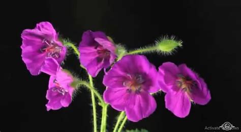 Render Autocad Plant 3d Flower Animation Interior Design 3d Tree