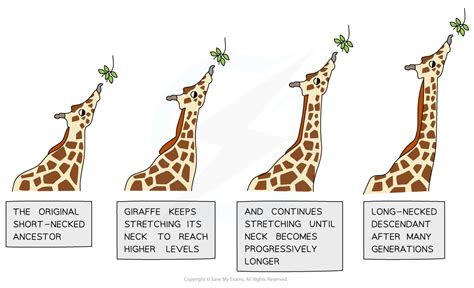 Evolution Aqa Gcse Biology Revision Notes