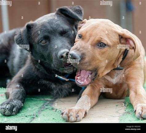 Two Puppies Hugging