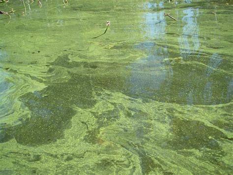 Different Types Of Algae In Pond