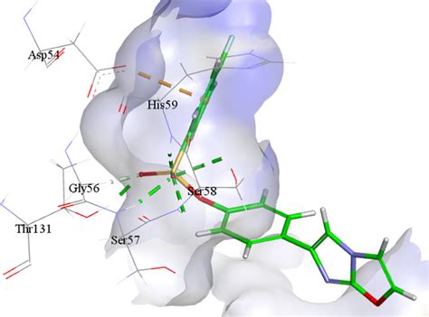 Putative Binding Mode Of Inhibitor 1q Within The H Ntpdase1 Active Site
