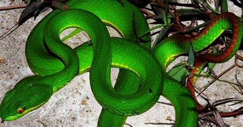 Bị Rắn Lục đuôi đỏ Cắn đừng Quá Hoang Mang