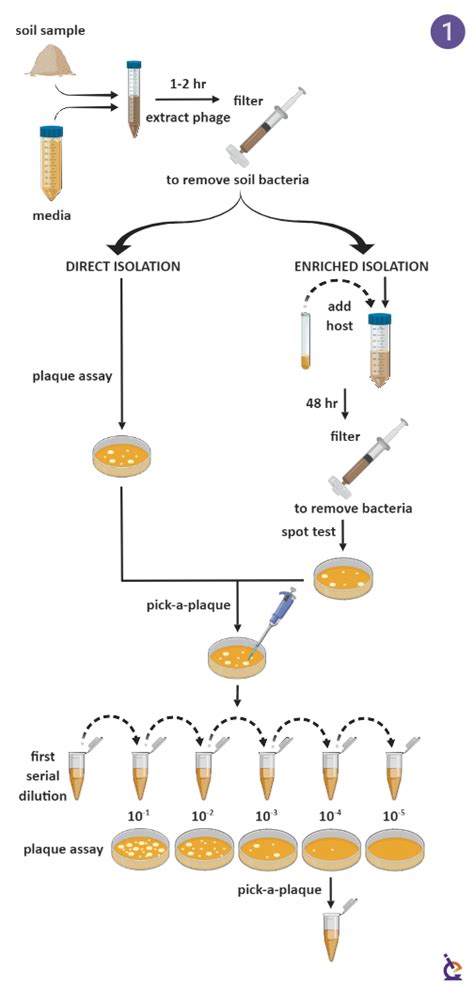 Virus Isolation Course For Phages Dr Dustin Edwards