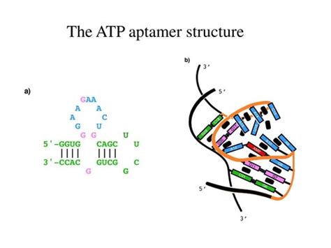 Chapter 26 3 Understanding Non Coding Rna In Biology Flashcards Quizlet