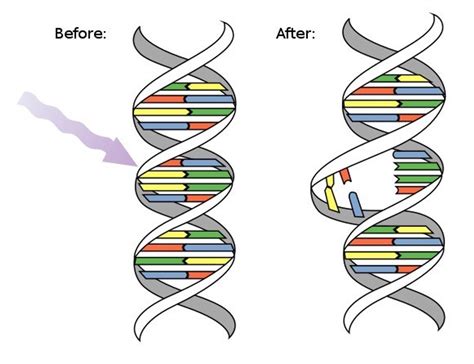 Genetic Variation Biology Simple