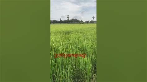 ស្រុកស្រែ នារដូវវស្សា Youtube