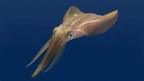 200 Squid Pictures