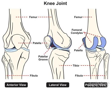 Knee Joint Anatomy Infographic Diagram Medical Science Education Wall