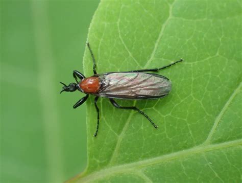 Discussion Forum Elongated Fly With Red Thorax