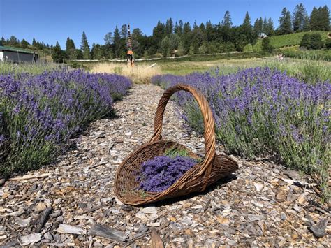 Lavender Blue Festival A Summer Celebration Apple Hill Growers