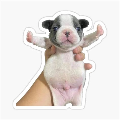 Stop Fighting Pibble Sticker For Sale By Buryneetshop Redbubble