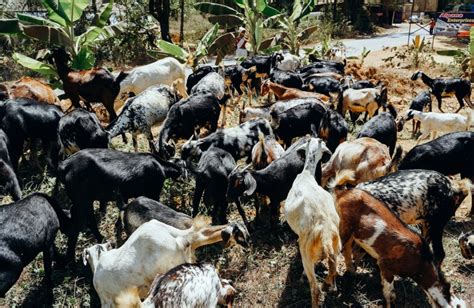 염소 고기 흑염소 즙 진액 효능 요리 종류 네이버 블로그