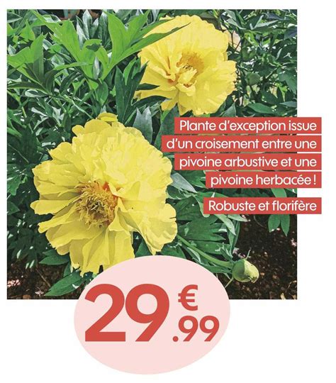 Promo Plante Dexception Issue Dun Croisement Entre Une Pivoine
