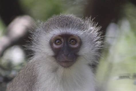 Happy Tails Vervet Monkey Foundation