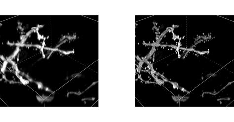 Nikon Introduces All New Spatial Array Confocal Nsparc Detector For Ax