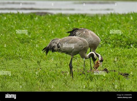 Cranes Breeding In A Swamp Area Stock Photo Alamy