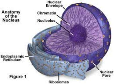 Nucleus Nuclear Envelope And Nucleolus Mrs Grahams Ap Biology