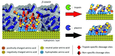 The Scheme Of Cleavage Sites For Trypsin And Plasmin At β Casein Formed Download Scientific