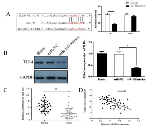 Direct Targeting Of Tlr 4 By Double Mir 198 A Binding Sites Of Tlr 4