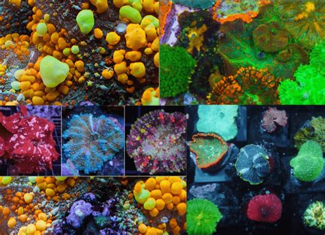 Mushroom Bundle Instant Wins Deep Blue Marine Emporium