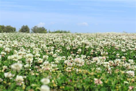 15100 Hamparan Bunga Foto Foto Stok Potret And Gambar Bebas Royalti
