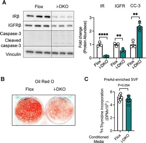 Characterization Of Inducible Irigf1r Knockout Adipocytes I Dko And Download Scientific