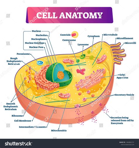 Cytoplasm Cell