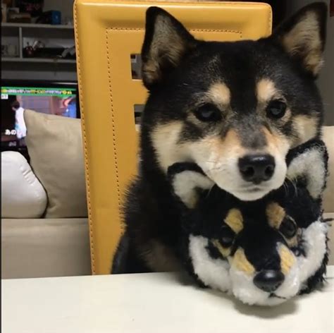 시바견이랑 시바견 인형이 합체했다 비마이펫 크리에이터즈