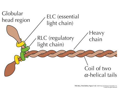 Myosin 2 Structure Light Chain Anatomy Region